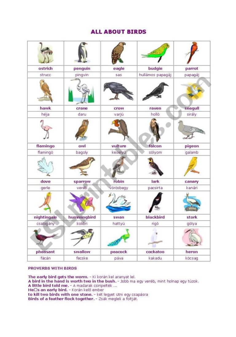 Free Printable Birds Worksheets - Worksheets Day