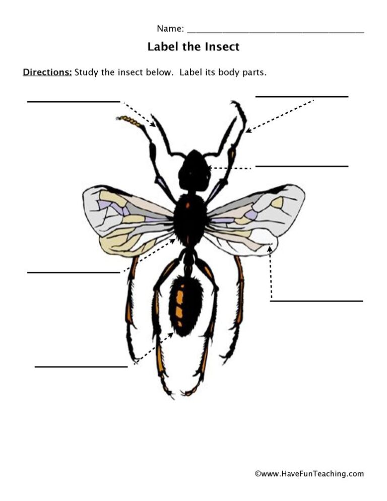 Free Printable Bug Worksheets - Worksheets Day